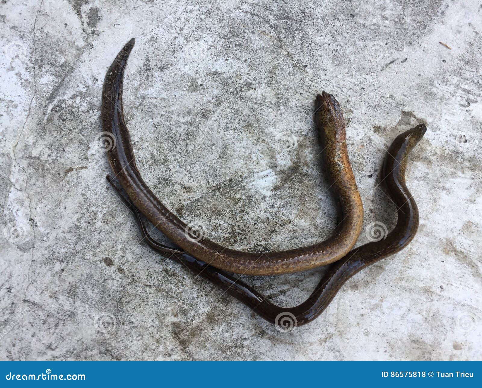 Vietnamese Swamp Eel, Monopterus Albus Stock Photo - Image of ...