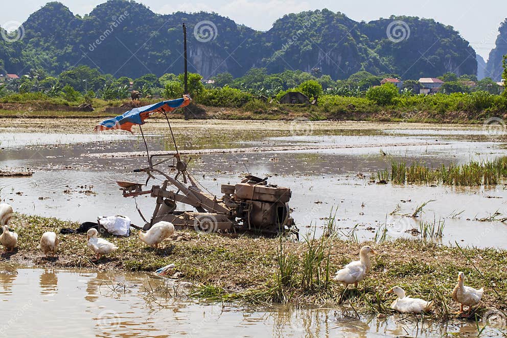 Vietnamese Tractor Driver in Rice Field Stock Image - Image of farming ...