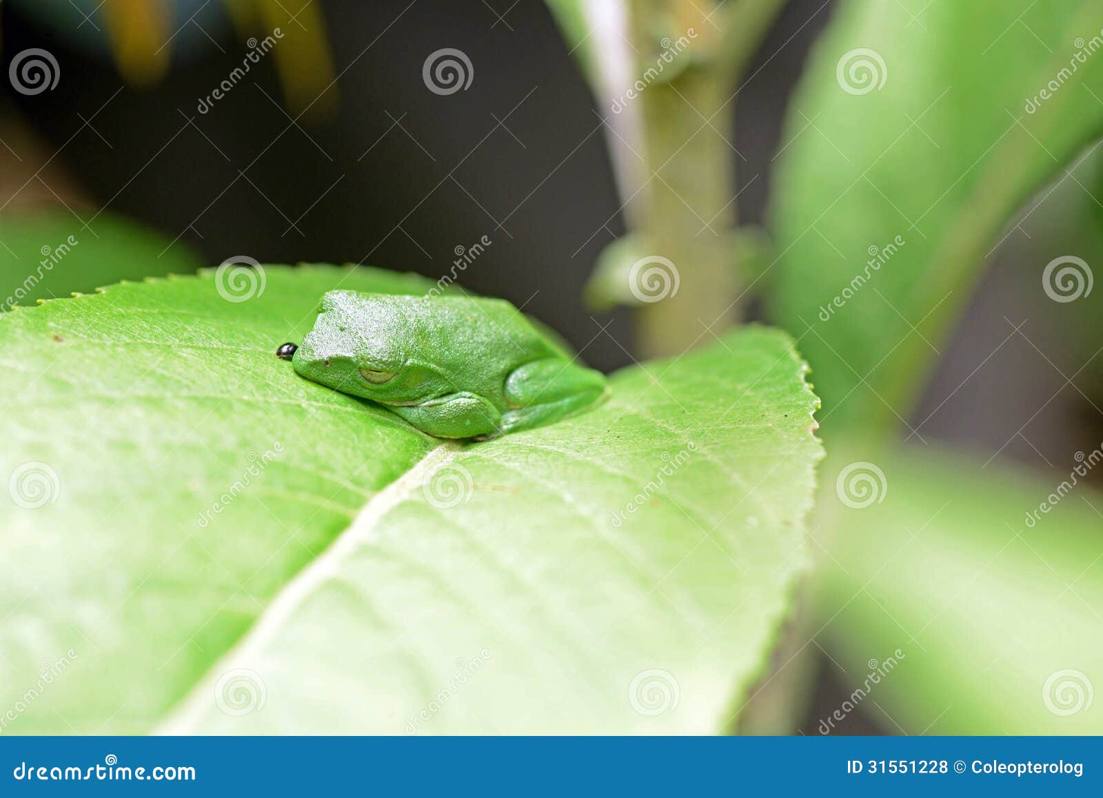 Vietnamese tree frog stock photo. Image of frogs, greenery - 31551228