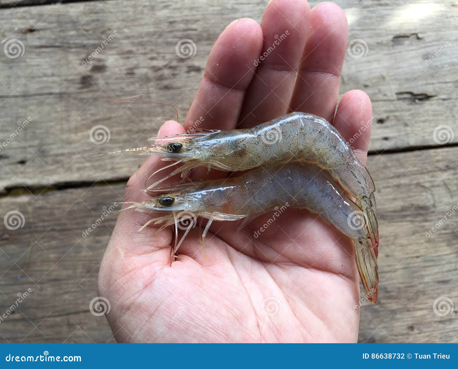Litopenaeus Vannamei, Pacific White Shrimp, Royalty-Free Stock Image ...