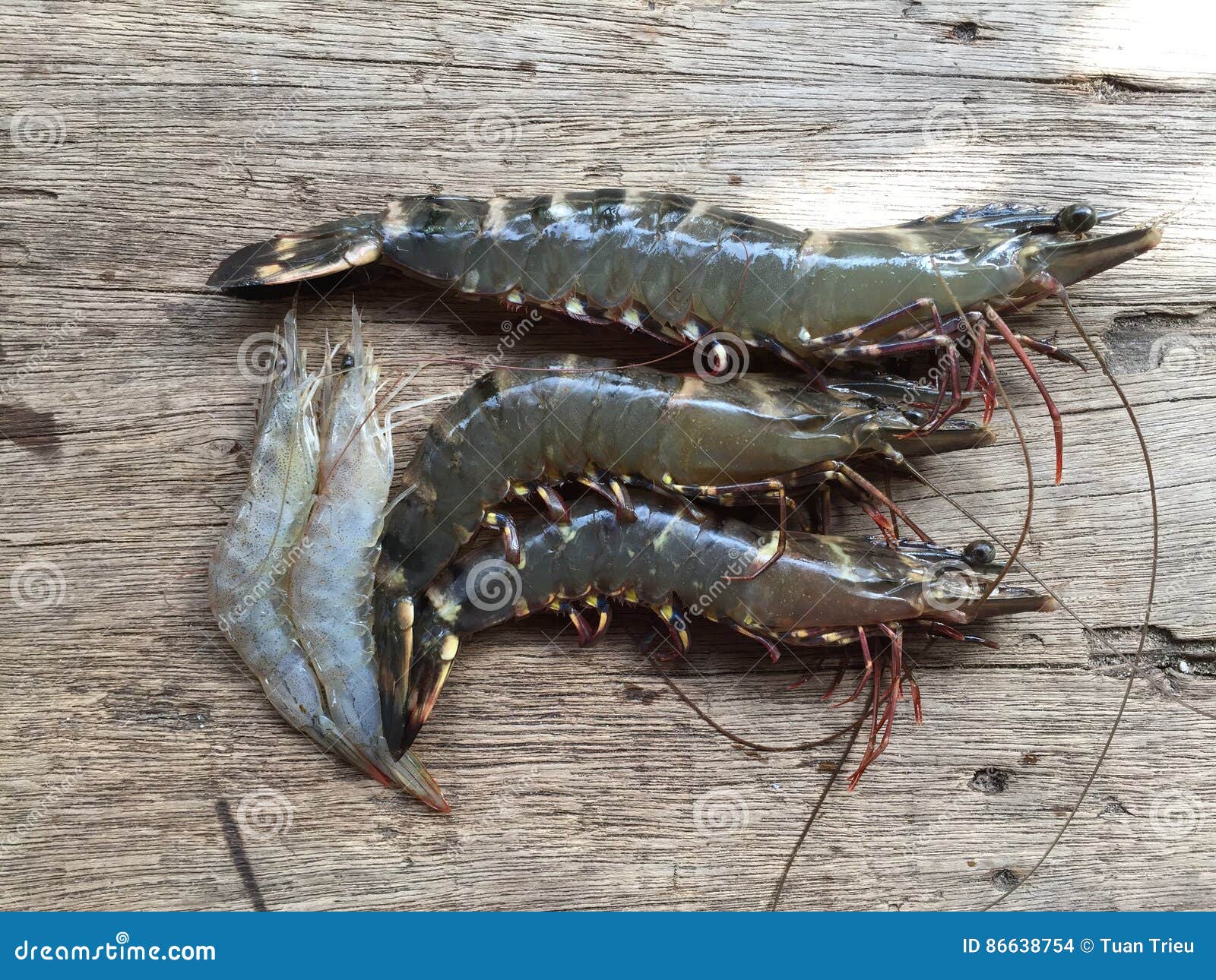 Litopenaeus Vannamei, Pacific White Shrimp, Royalty-Free Stock Image ...