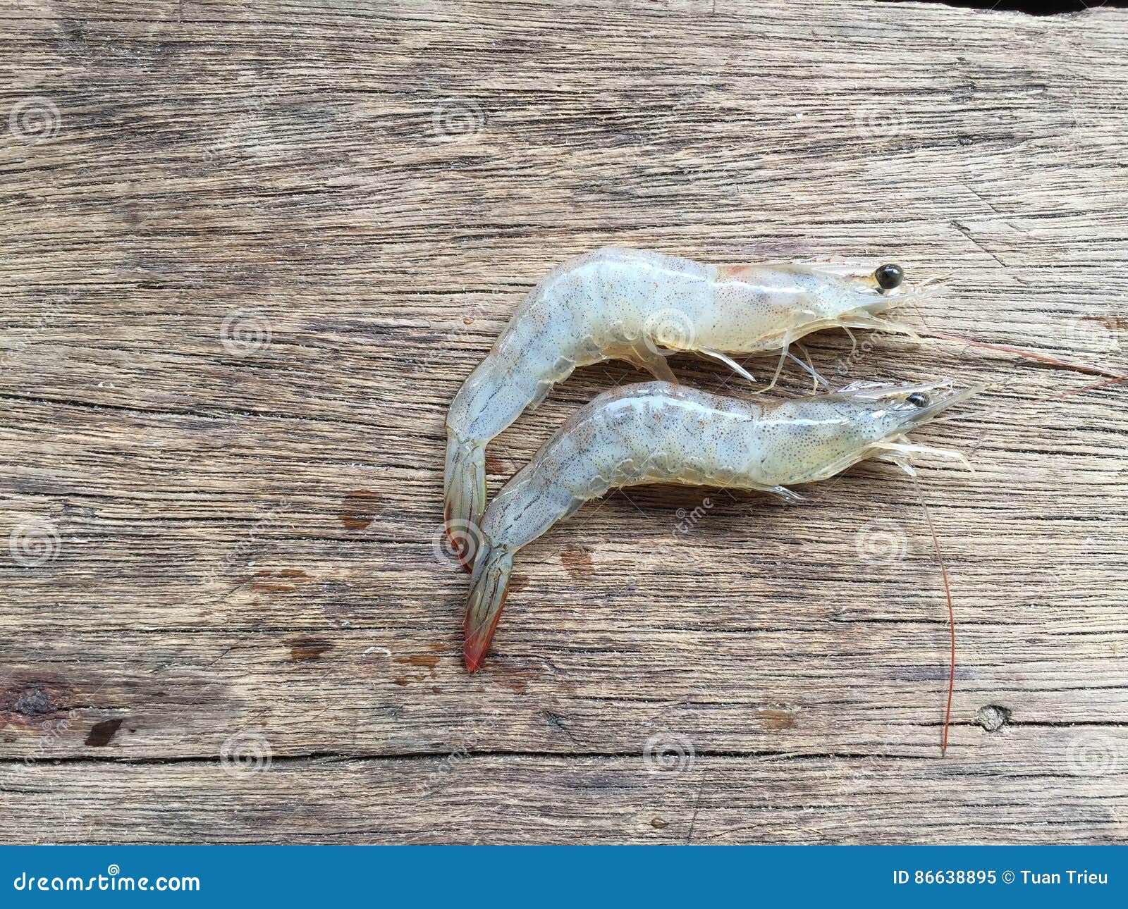 Litopenaeus Vannamei, Pacific White Shrimp, Royalty-Free Stock Image ...