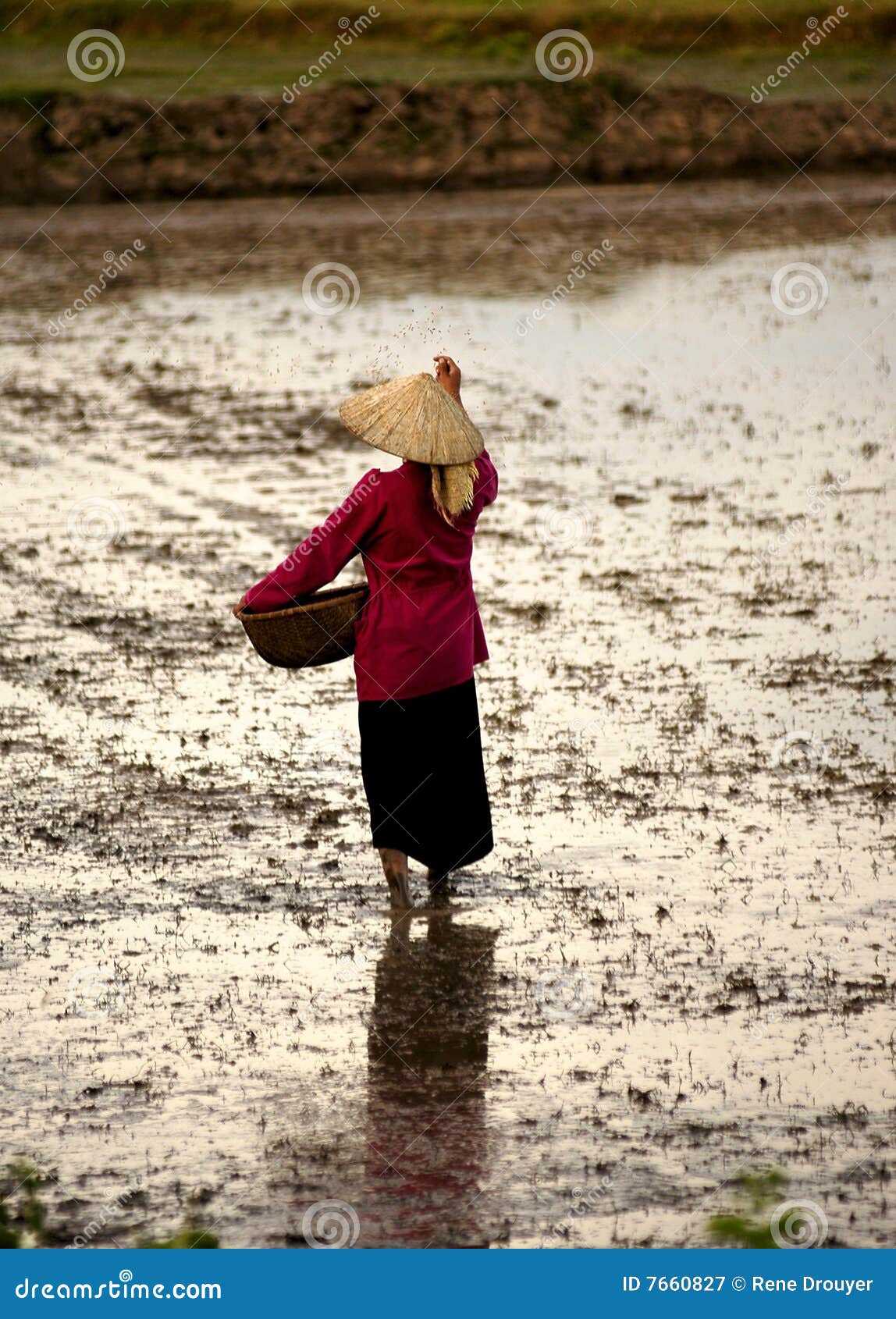 Vietnamese Woman Seeding Rice Editorial Photography - Image of season ...