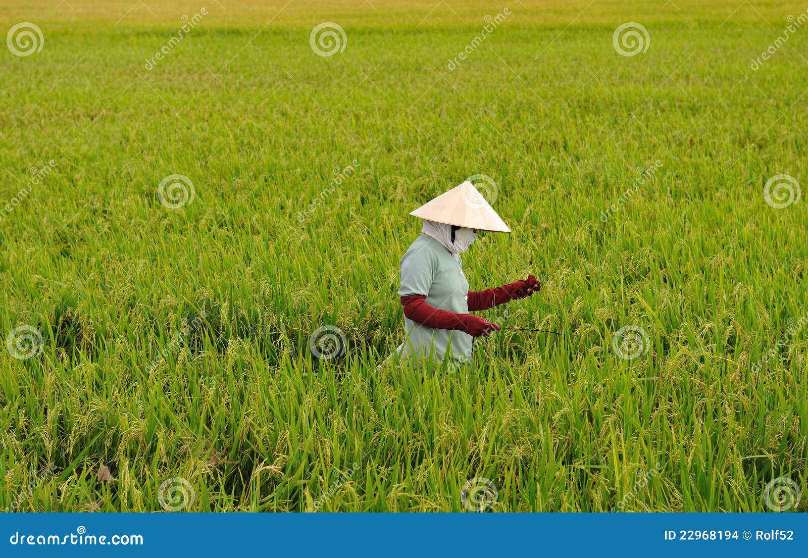 Vietnamese Woman Working in a Rice Field Editorial Stock Image - Image ...