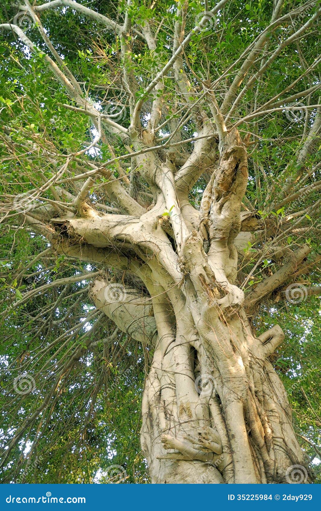 Vieux banian photo stock. Image du magie, étendez, bouddhisme - 35225984