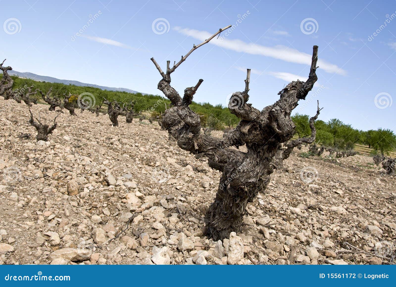 Vieux cep de vigne photo stock. Image du nourriture, groupe - 15561172