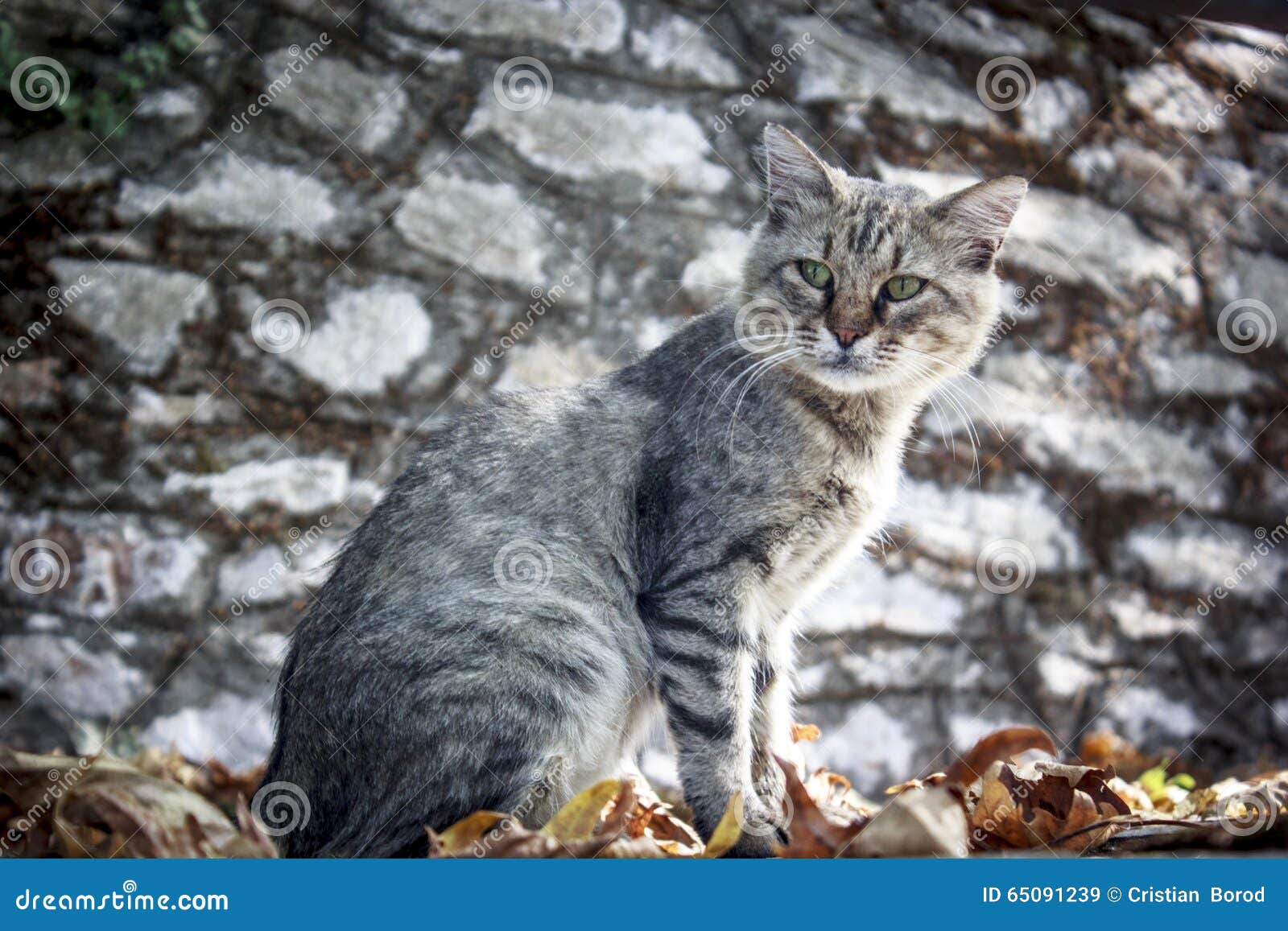 Vieux chat gris tigré image stock. Image du amusement - 65091239