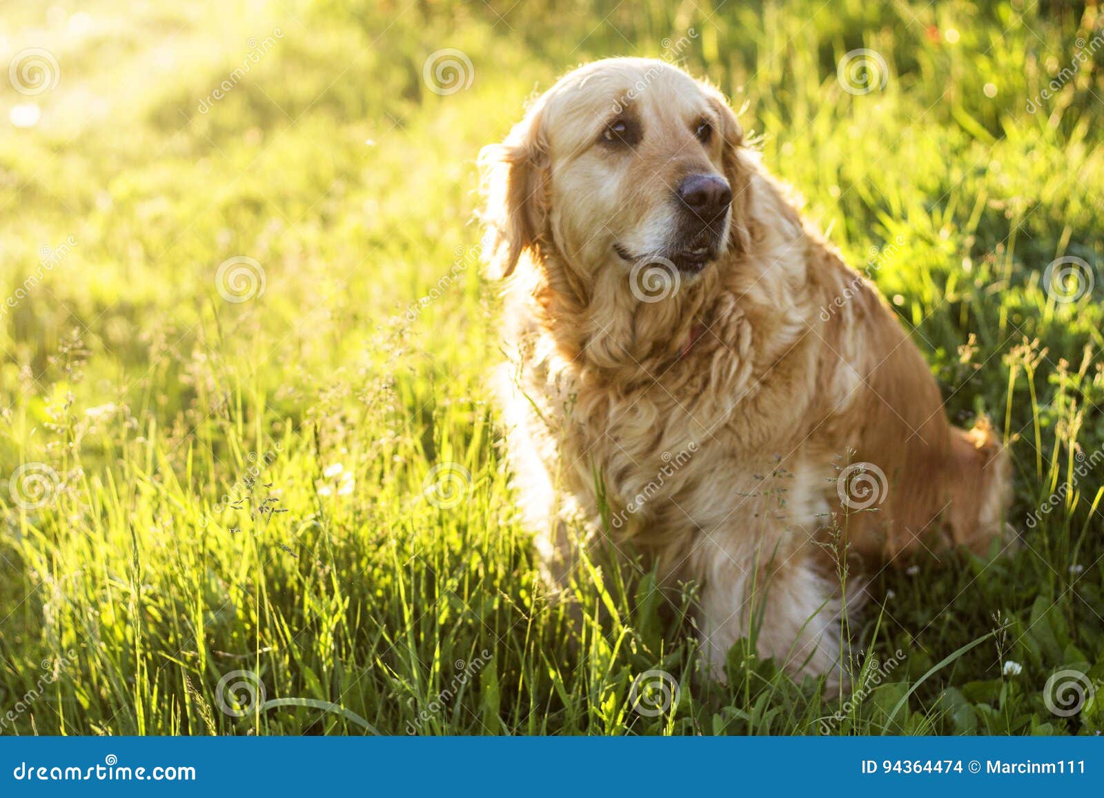 Vieux Chien De Golden Retriever Photo stock - Image du fond, projectile ...