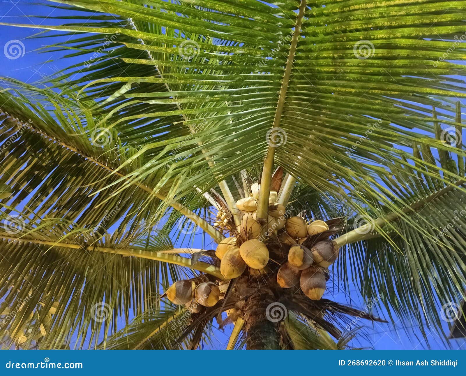 Vieux Fruit De Coco Sur Son Arbre Photo stock - Image du fleur ...