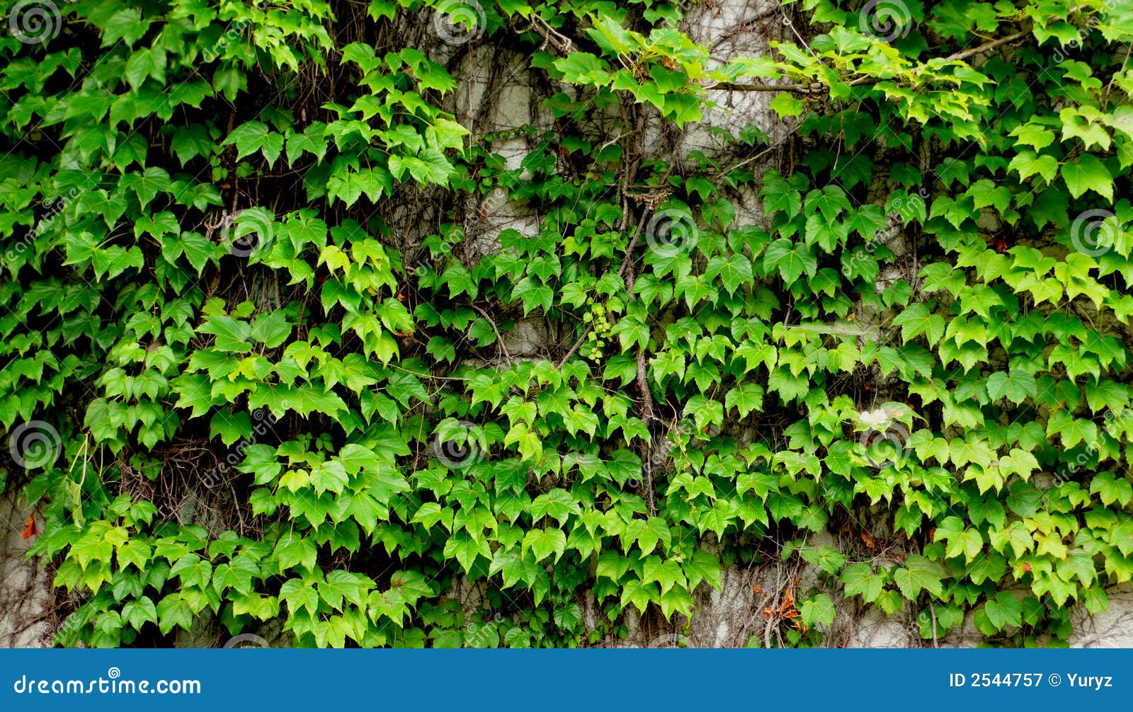 Vieux mur de lierre image stock. Image du vert, nature - 2544757