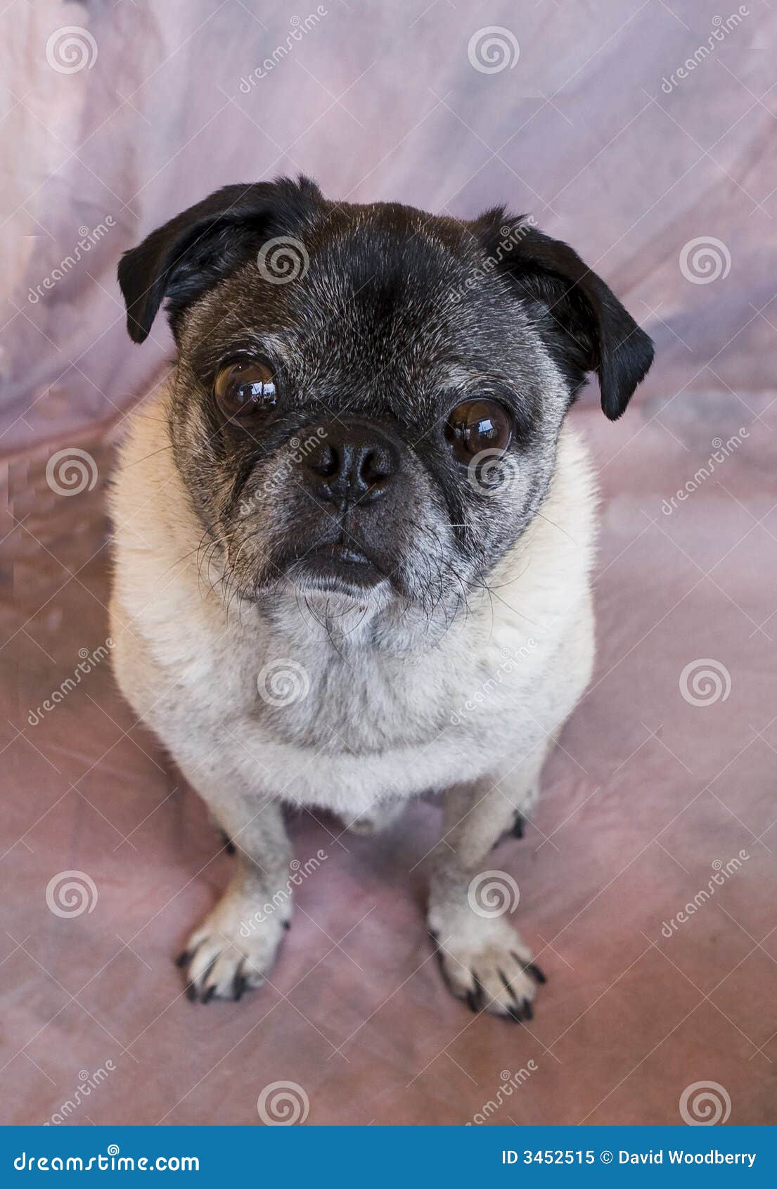 Vieux roquet doux image stock. Image du drôle, enfoncé - 3452515