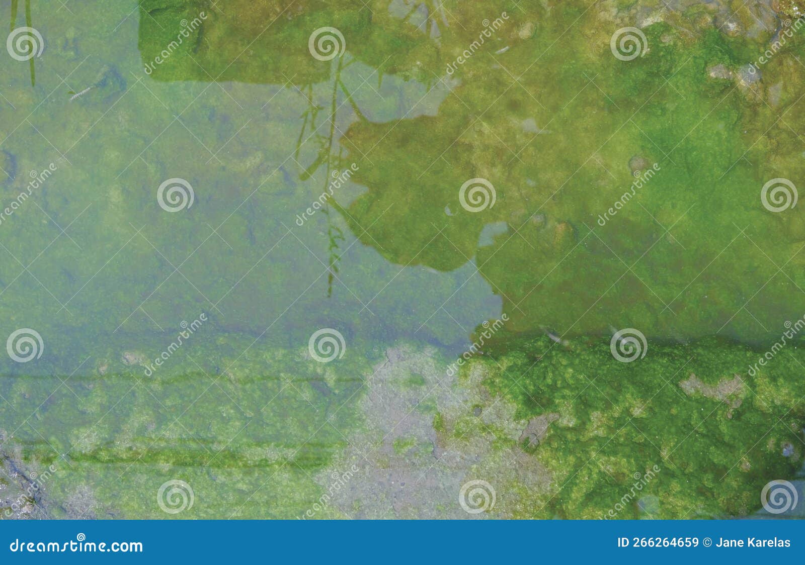 View Of Algae And Moss On Concrete Pavement Through Water Puddle Background Texture Stock Image