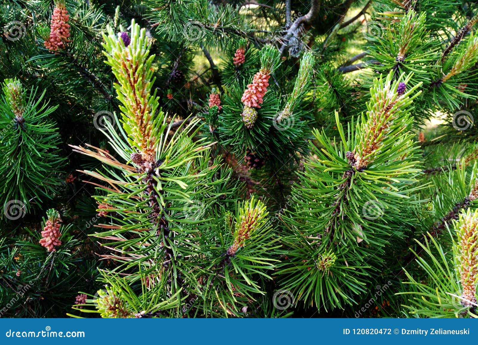 View from Above Branches of Young Trees, Pine Trees Stock Photo - Image ...
