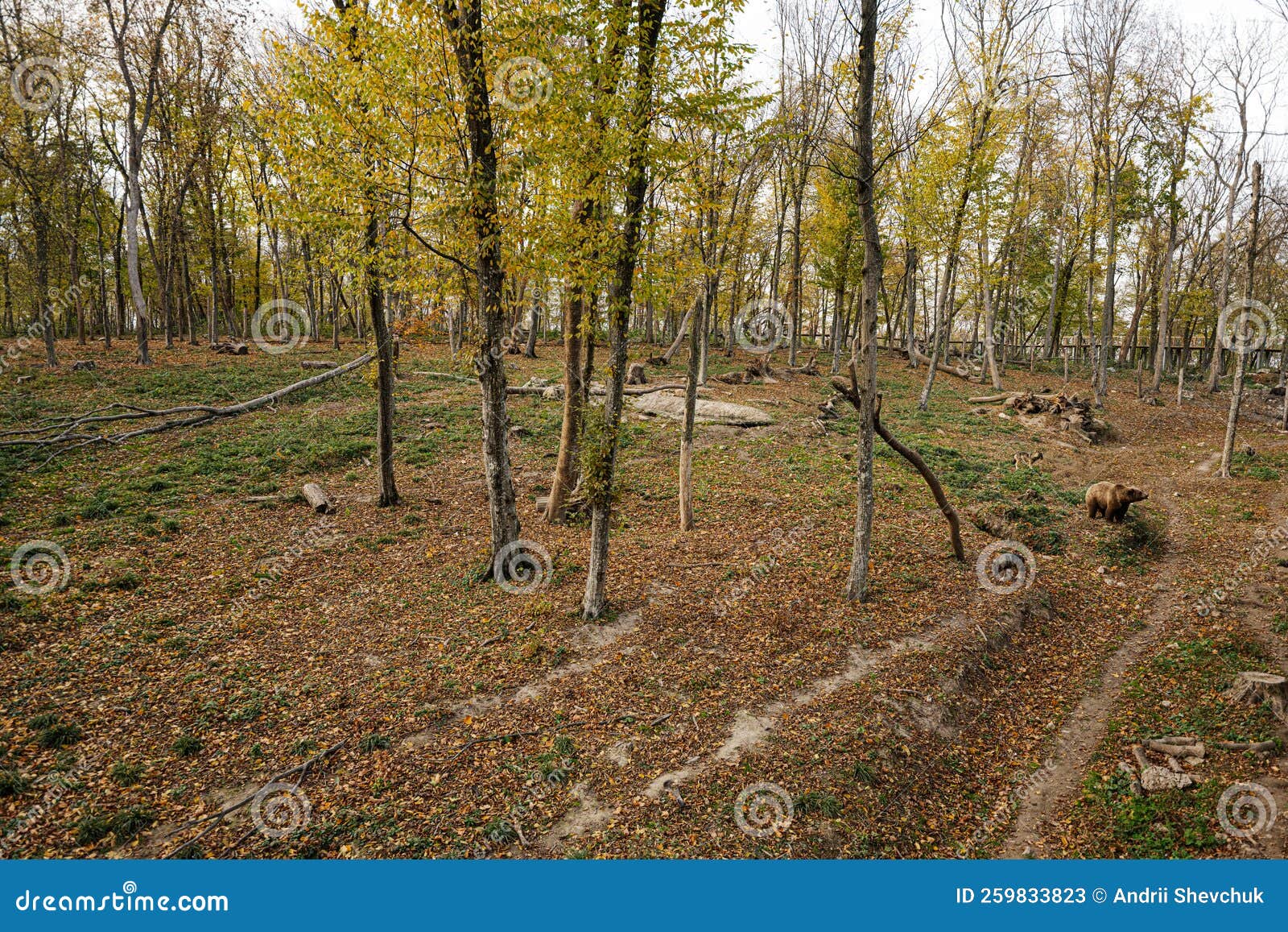 View from Above of Brown Bear and Wolf in Forest at Autumn Stock Image ...