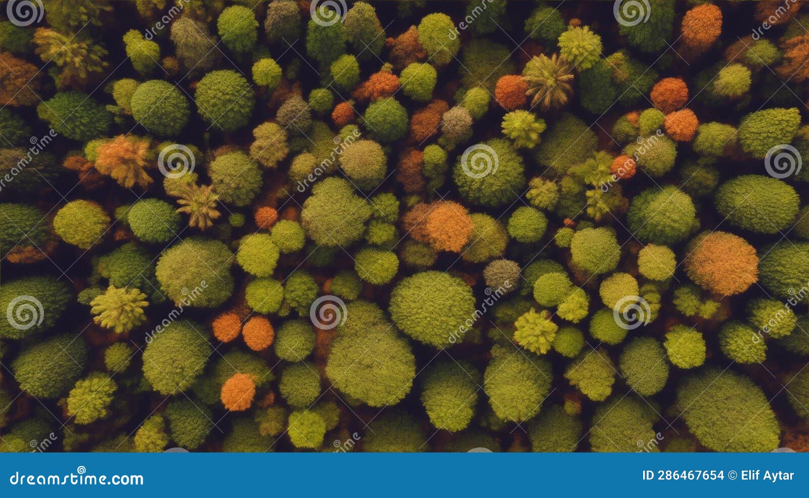 View from Above a Dense Forest, Vegetation, Pure Green Color Stock ...
