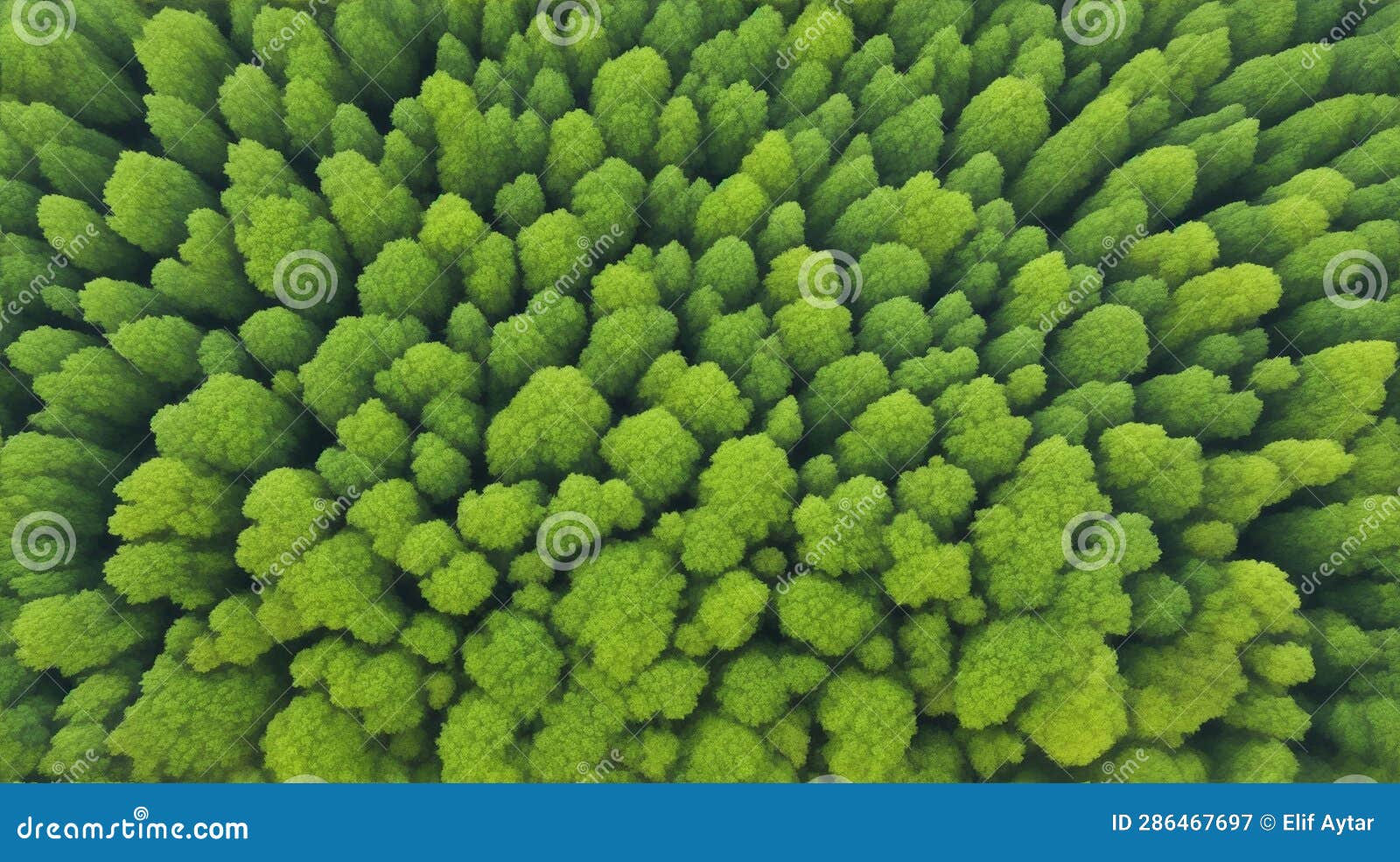 View from Above a Dense Forest, Vegetation, Pure Green Color Stock ...