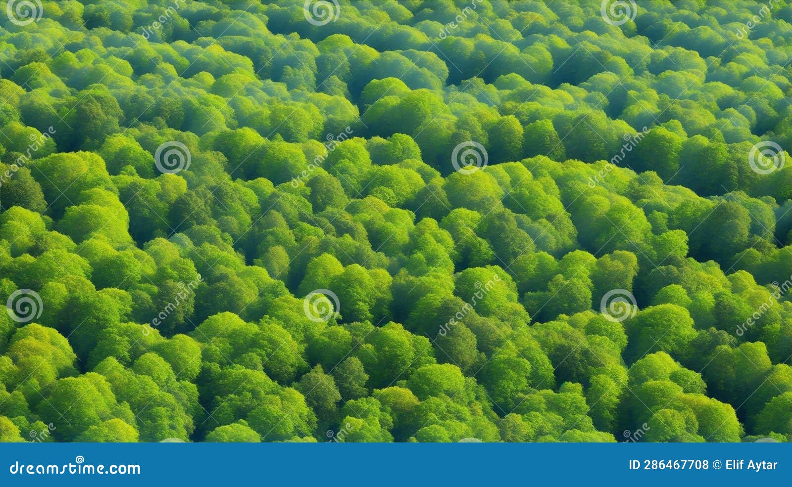 View from Above a Dense Forest, Vegetation, Pure Green Color Stock ...