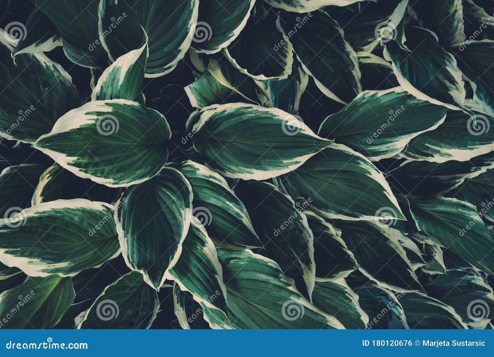 View from Above on Hosta Leaves Stock Photo - Image of luxuriant ...