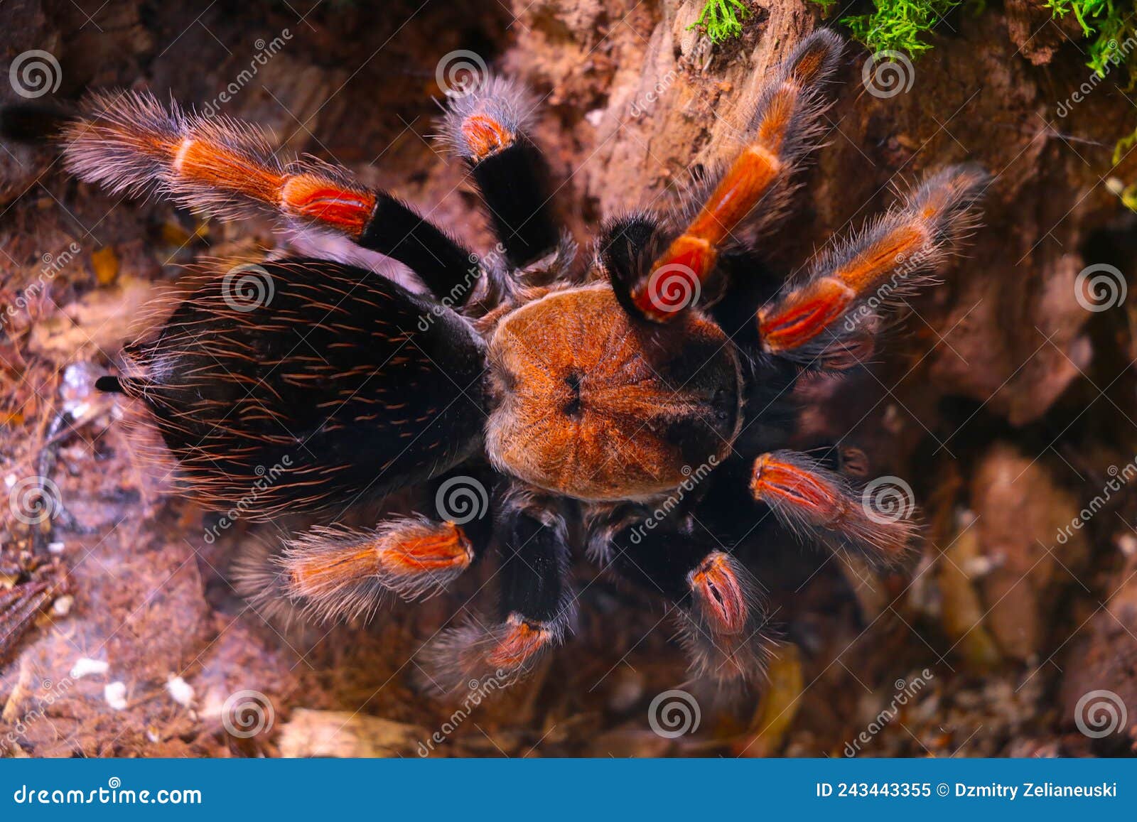 View from Above on a Large Beautiful Spider Stock Image - Image of ...