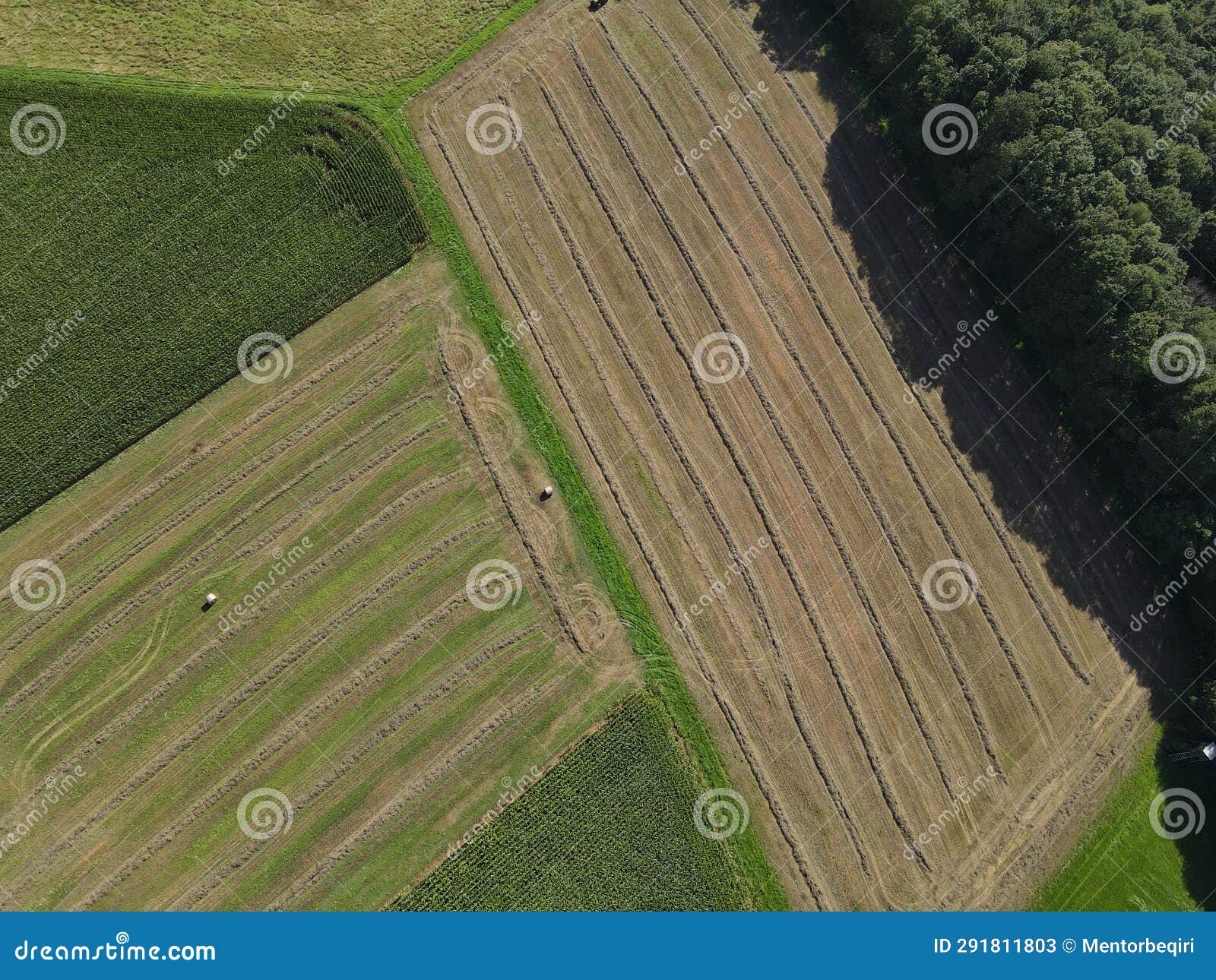 Mowed Grass Fields, Cornfields, and Trees in the Countryside from Above ...