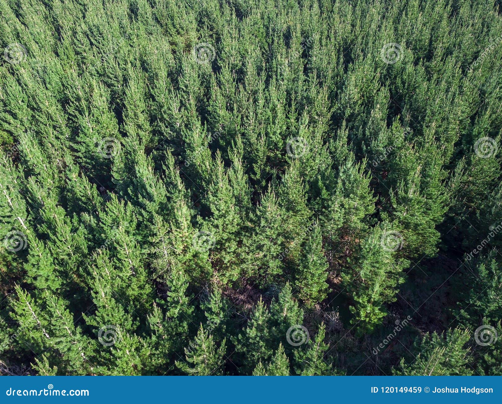 Pine Tree Farm Aerial stock image. Image of plant, outdoor - 120149459