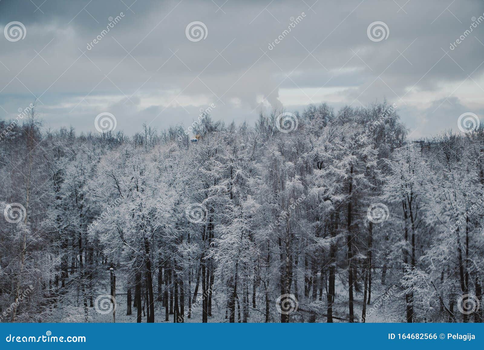 Snowy Forest on a Cloudy Winter Day Stock Photo - Image of cool, blue ...