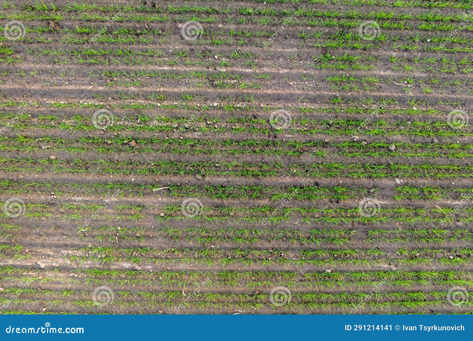 View from Above on Surface with Young Wheat, Rye, Barley, Thirds, Oats ...