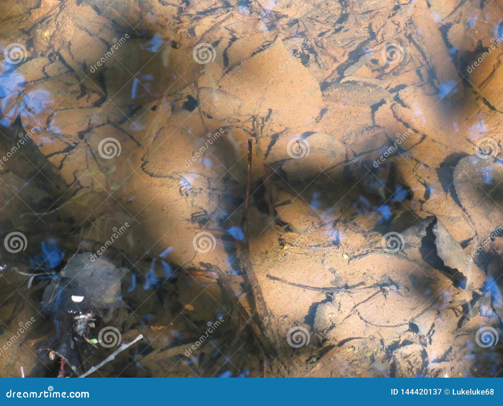 View from Above of the Swamp Muddy Bottom through Its Clear Water ...