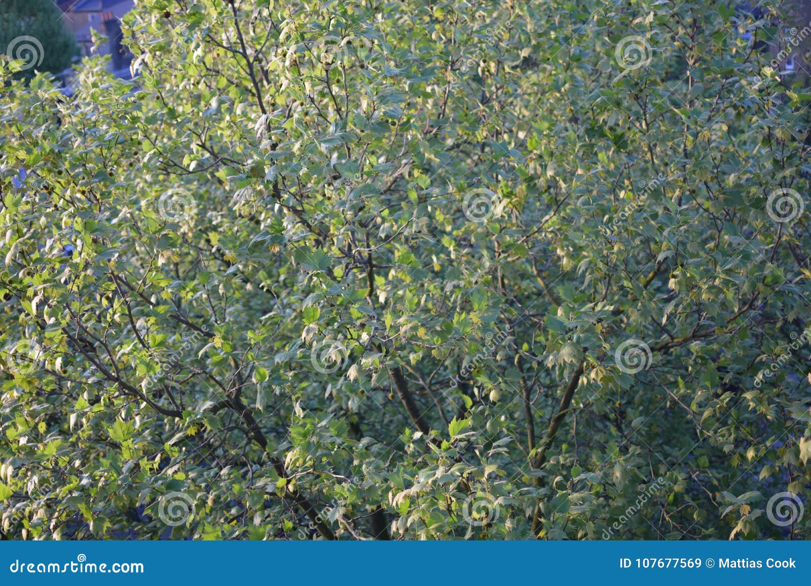 View from above a tree stock image. Image of trees, view - 107677569