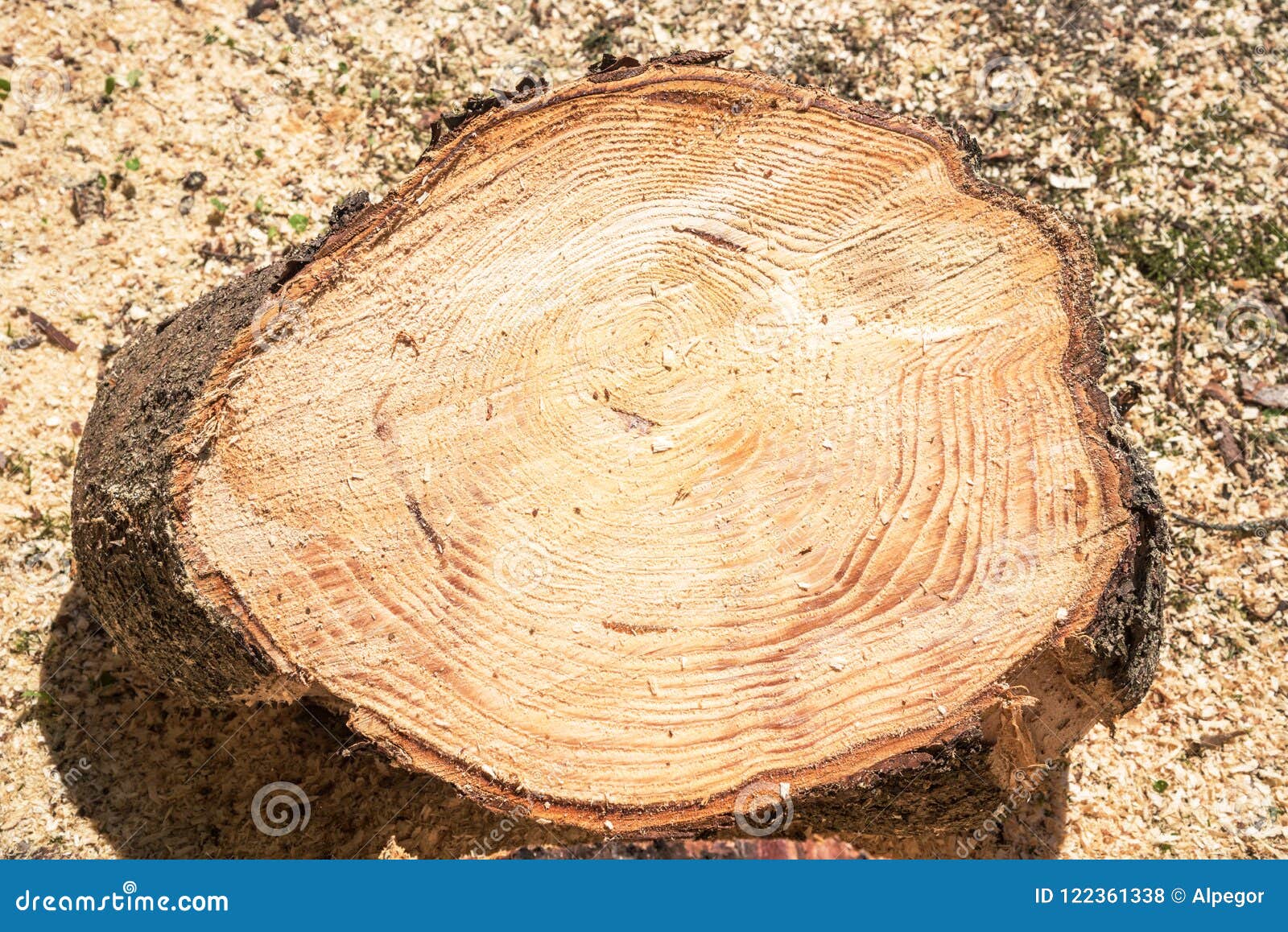 View from Above of a Tree Stump Stock Photo - Image of blurred, circles ...