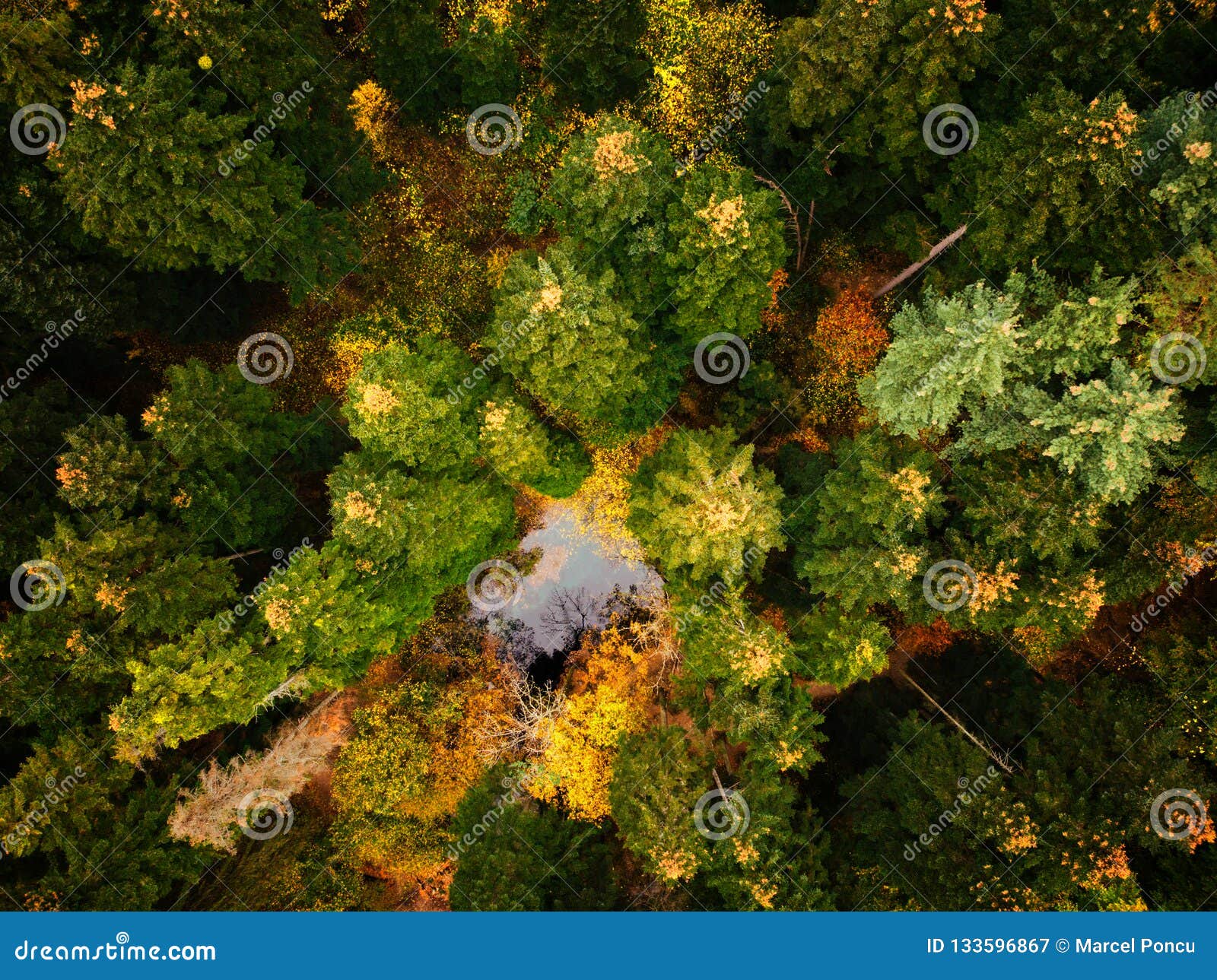 A View Above the Trees of a Forrest To Lake with Blue Water Stock Image ...