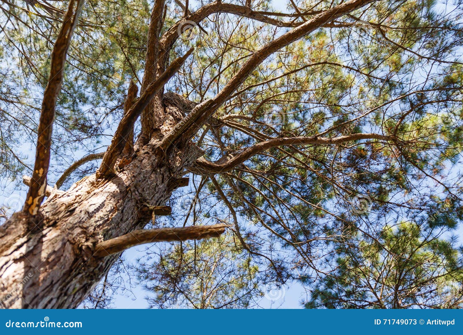 View Above from Under the Tree Branches Stock Image - Image of branch ...