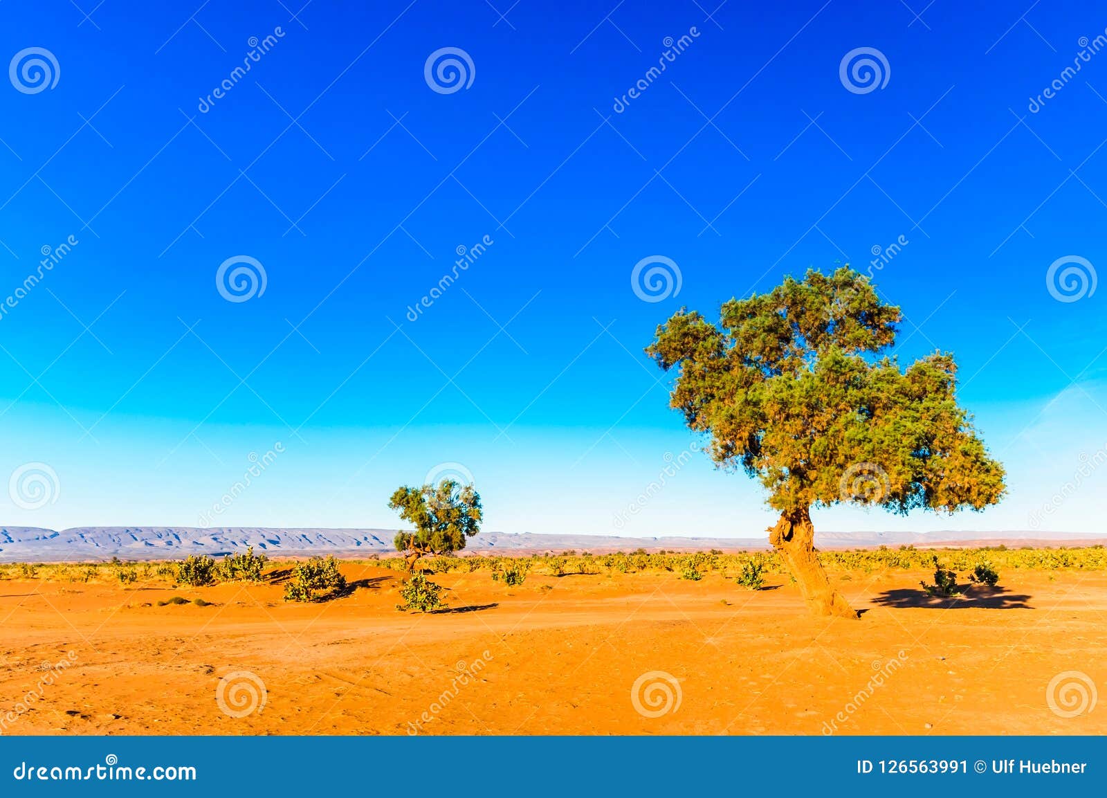 Acacia Tree in the Sahara Desert - Morocco Stock Image - Image of ...