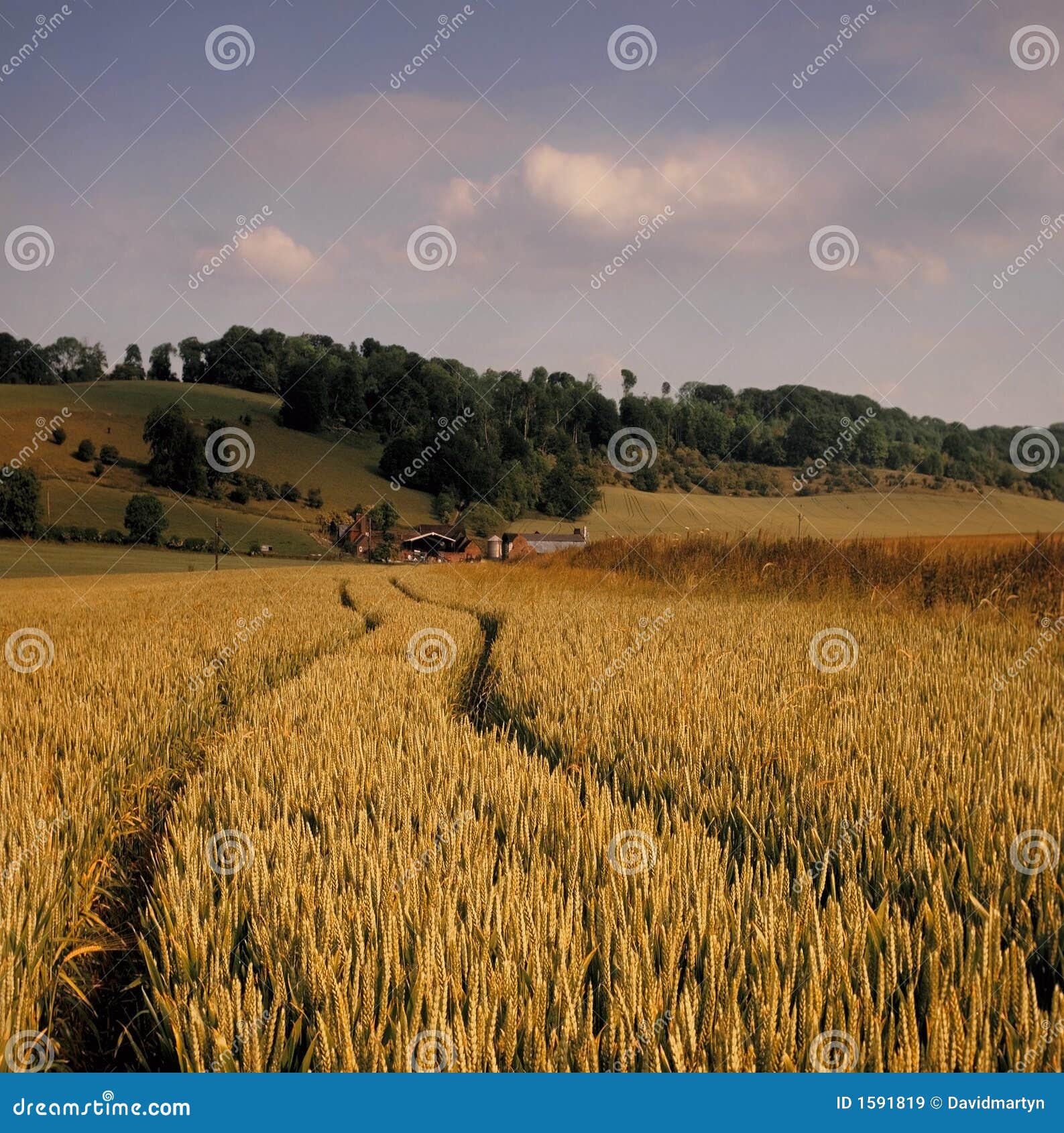 Agricultural Landscape With Rows Of Rice, Rural Landscape With Farmer ...