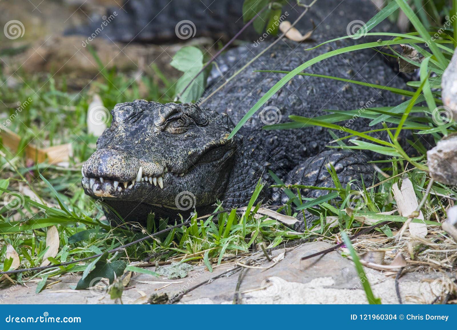 African Dwarf Crocodile stock photo. Image of species - 121960304