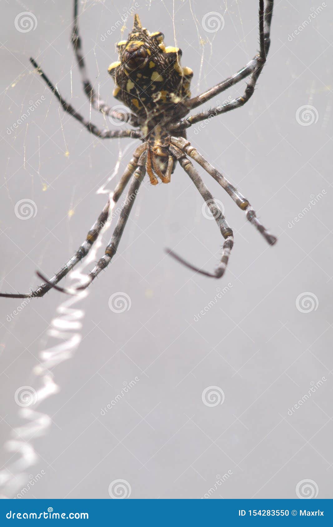 View of African Garden Orb Web Spider`s Underside Stock Photo - Image ...