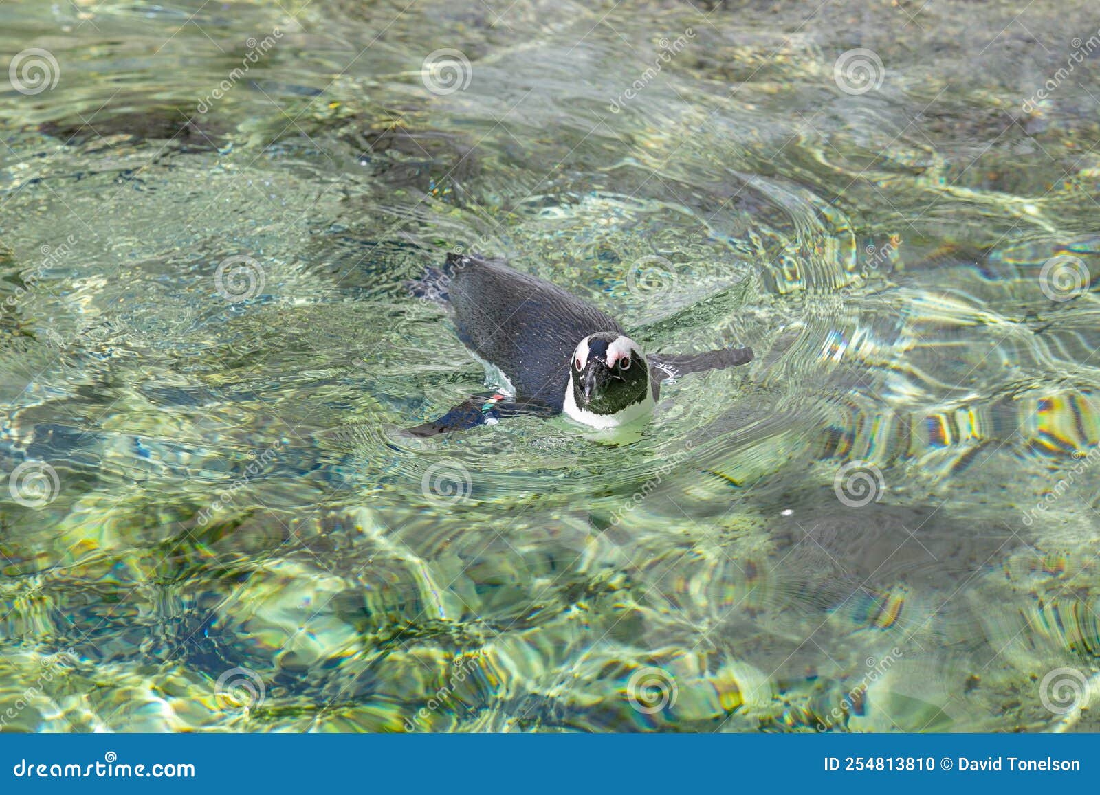 African penguin stock photo. Image of feature, architecture - 254813810