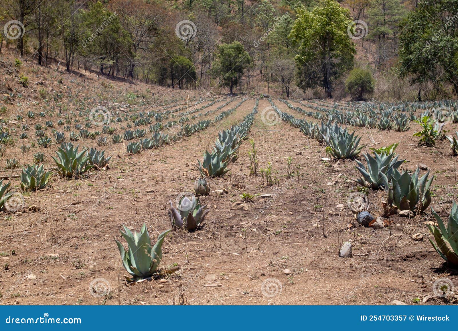 View of Agave Plantation in Mexico. Stock Image - Image of mexico, vegetation: 254703357