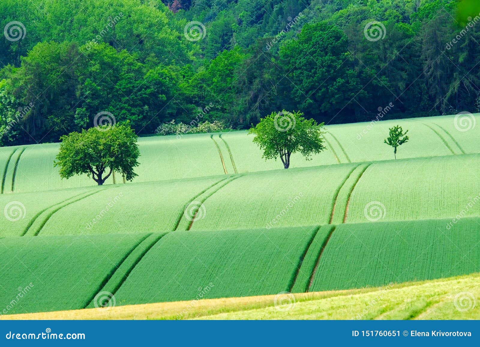 View on the Agricultural Fields with Grain in Germany Stock Image ...