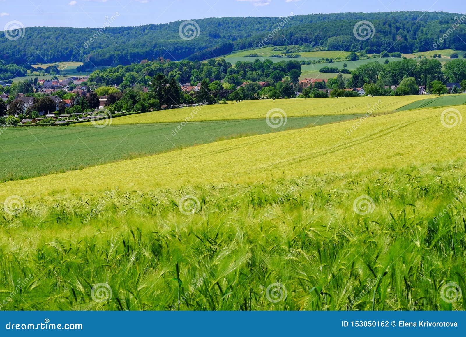 View on the Agricultural Fields with Grain in Germany Stock Photo ...