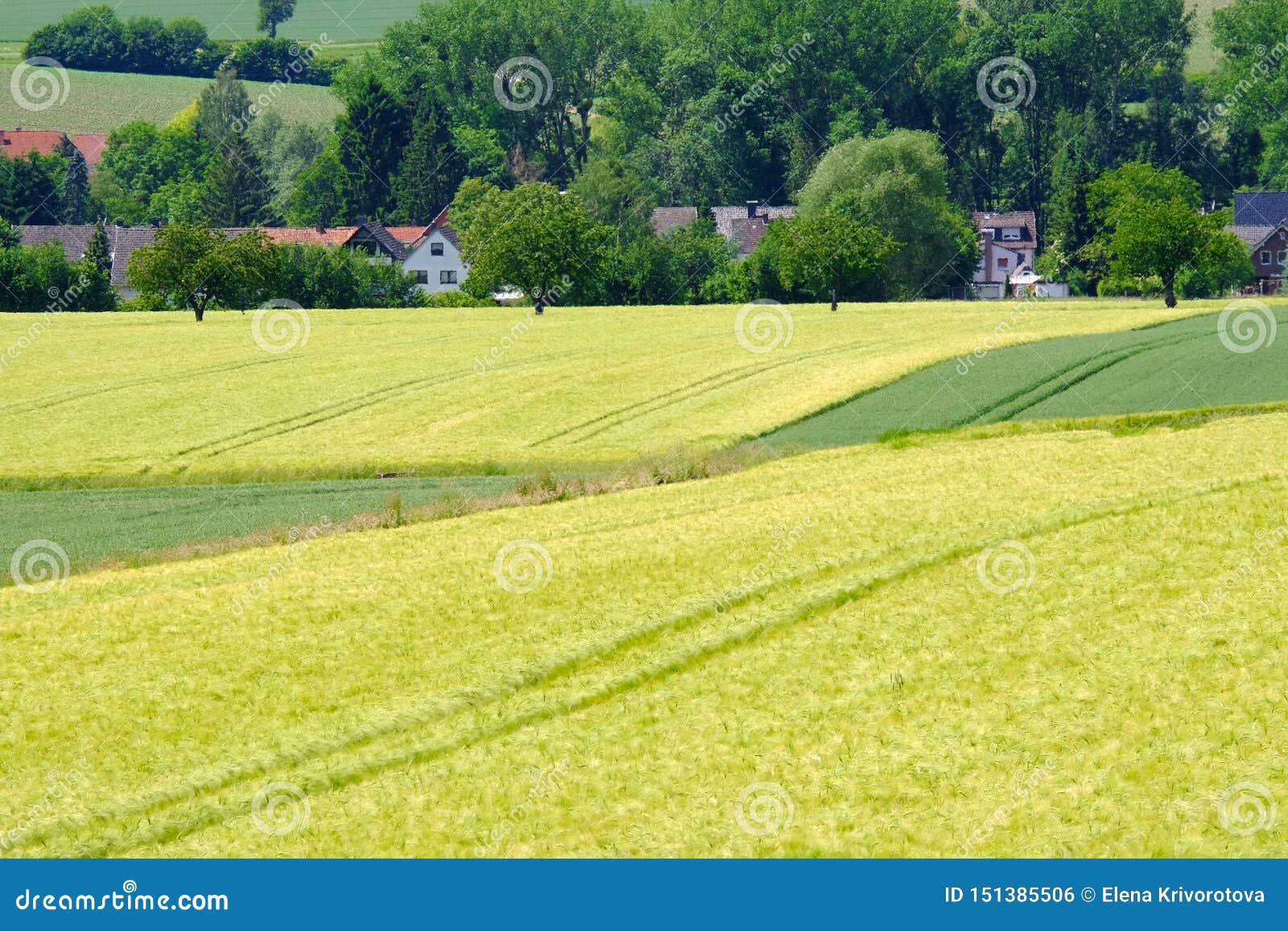 View on the Agricultural Fields with Grain in Germany Stock Photo ...