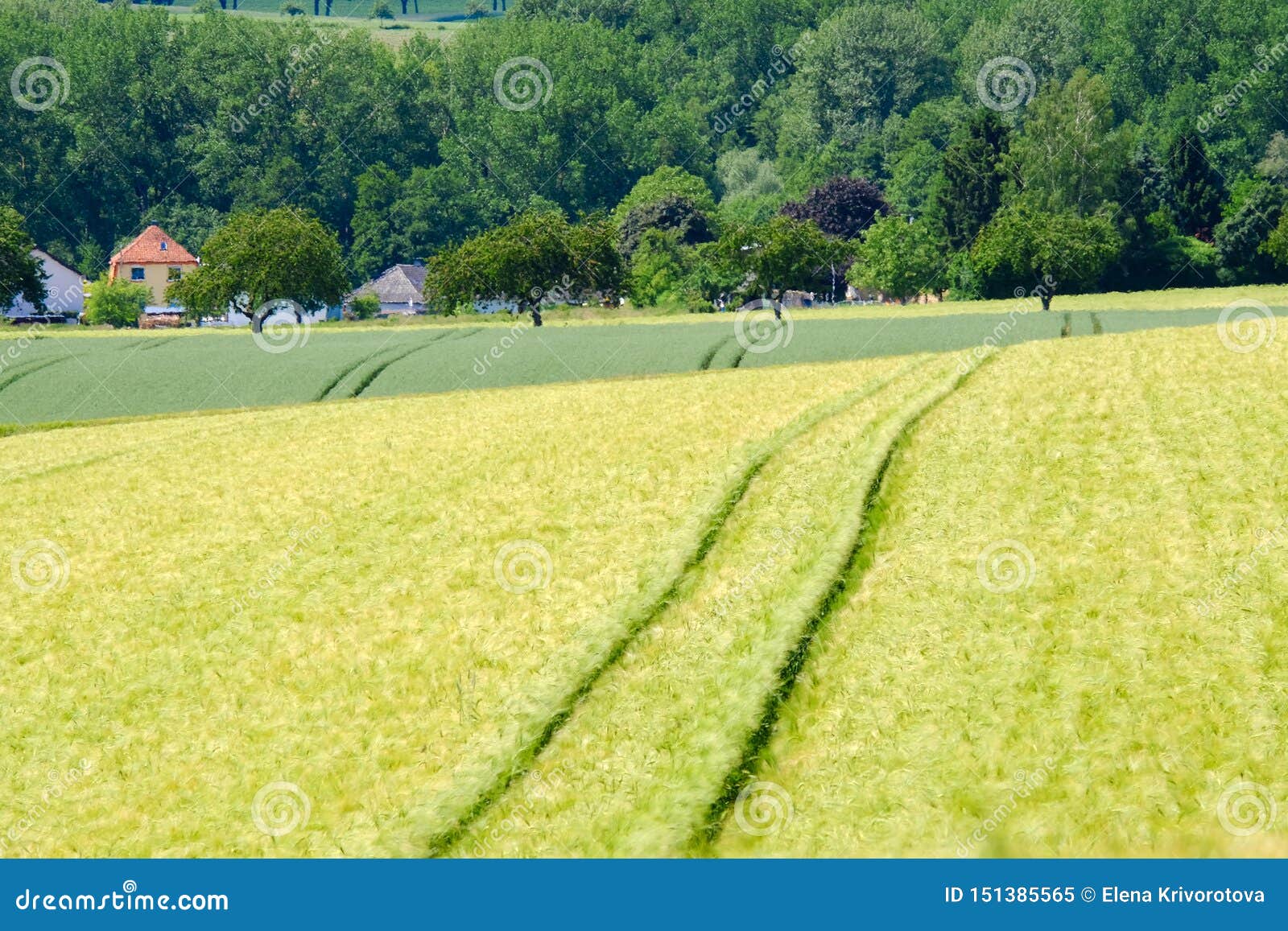 View on the Agricultural Fields with Grain in Germany Stock Image ...