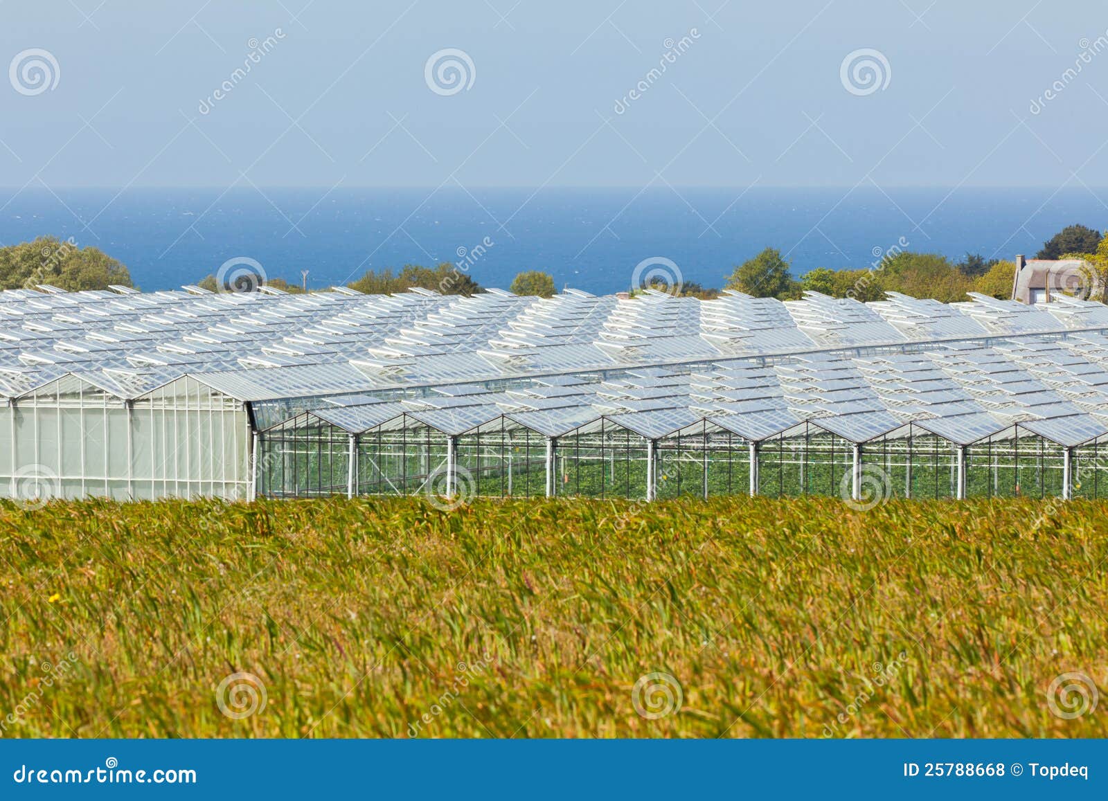 View of an Agricultural Greenhouses Stock Photo - Image of flower, land ...