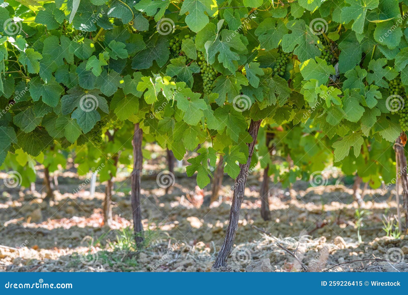 View of Agricultural Land with Planting of Vines Stock Image - Image of ...