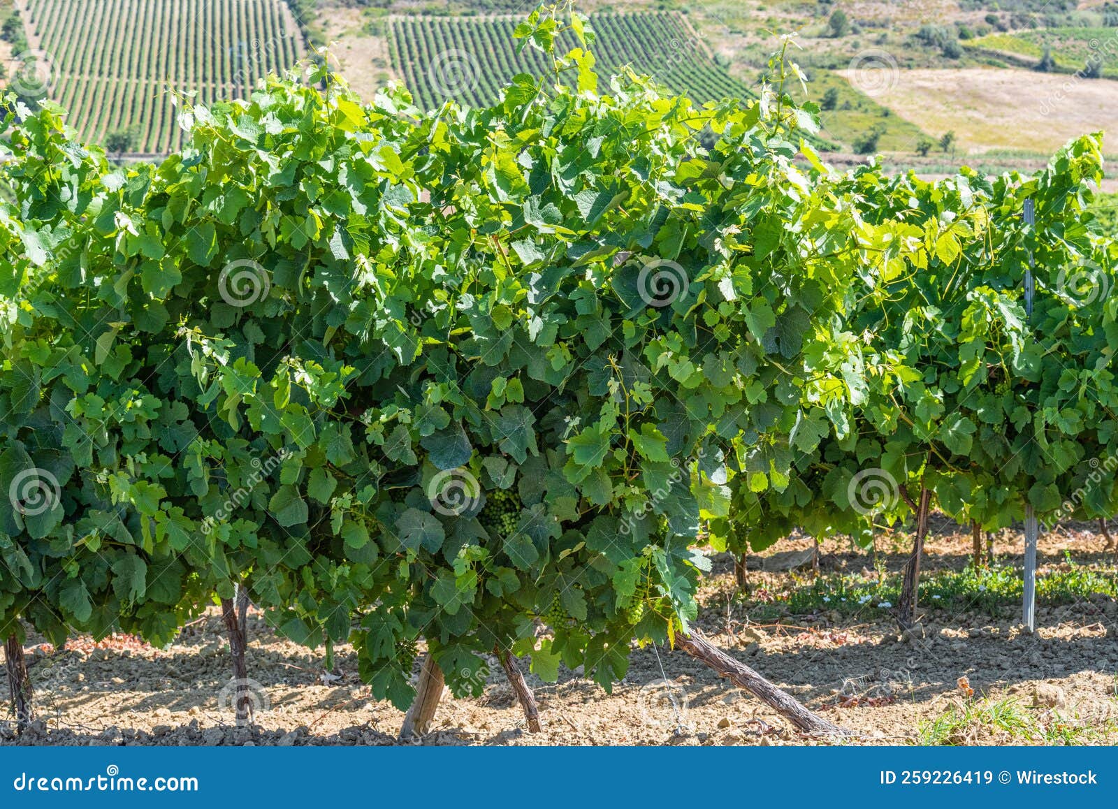 View of Agricultural Land with Planting of Vines Stock Image - Image of ...