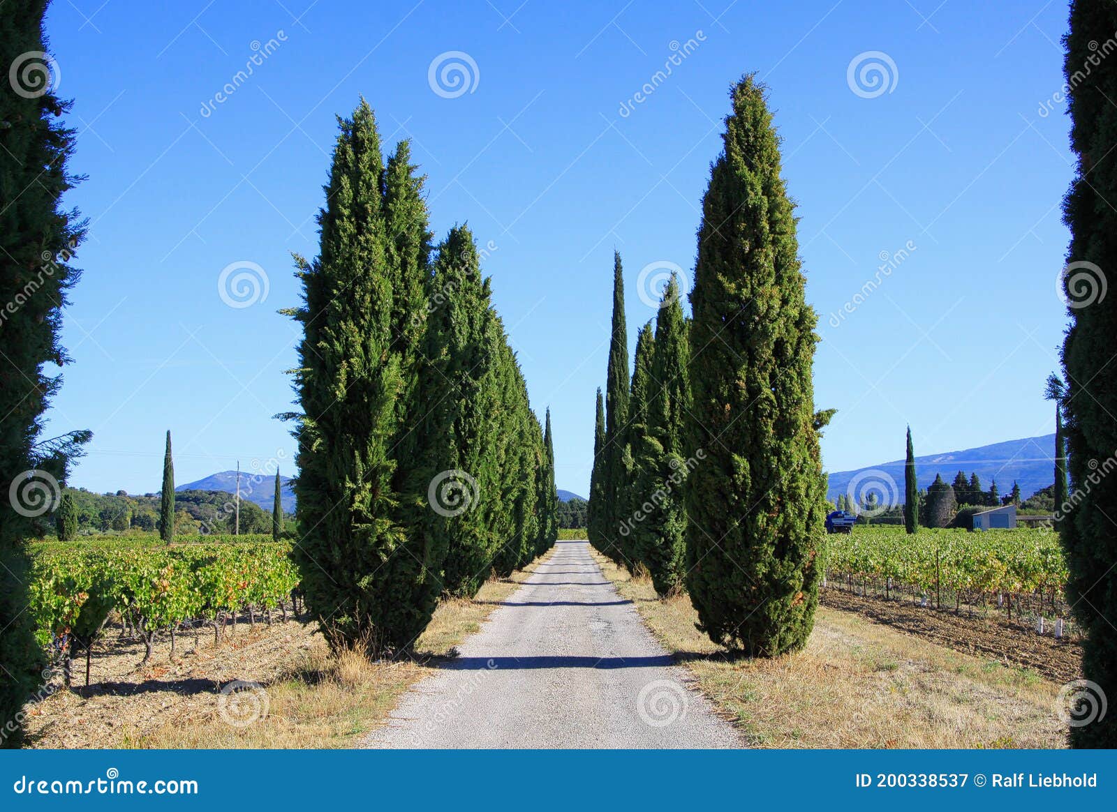 View on Agricultural Path Lined with Mediterranean Cypress Trees ...