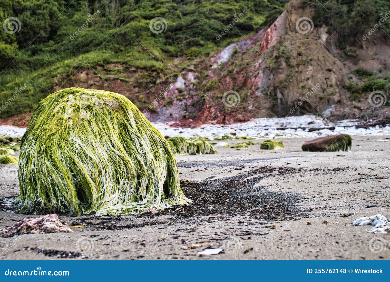 View of an Algae-covered Rock on the Soil before the Green Slope Stock ...
