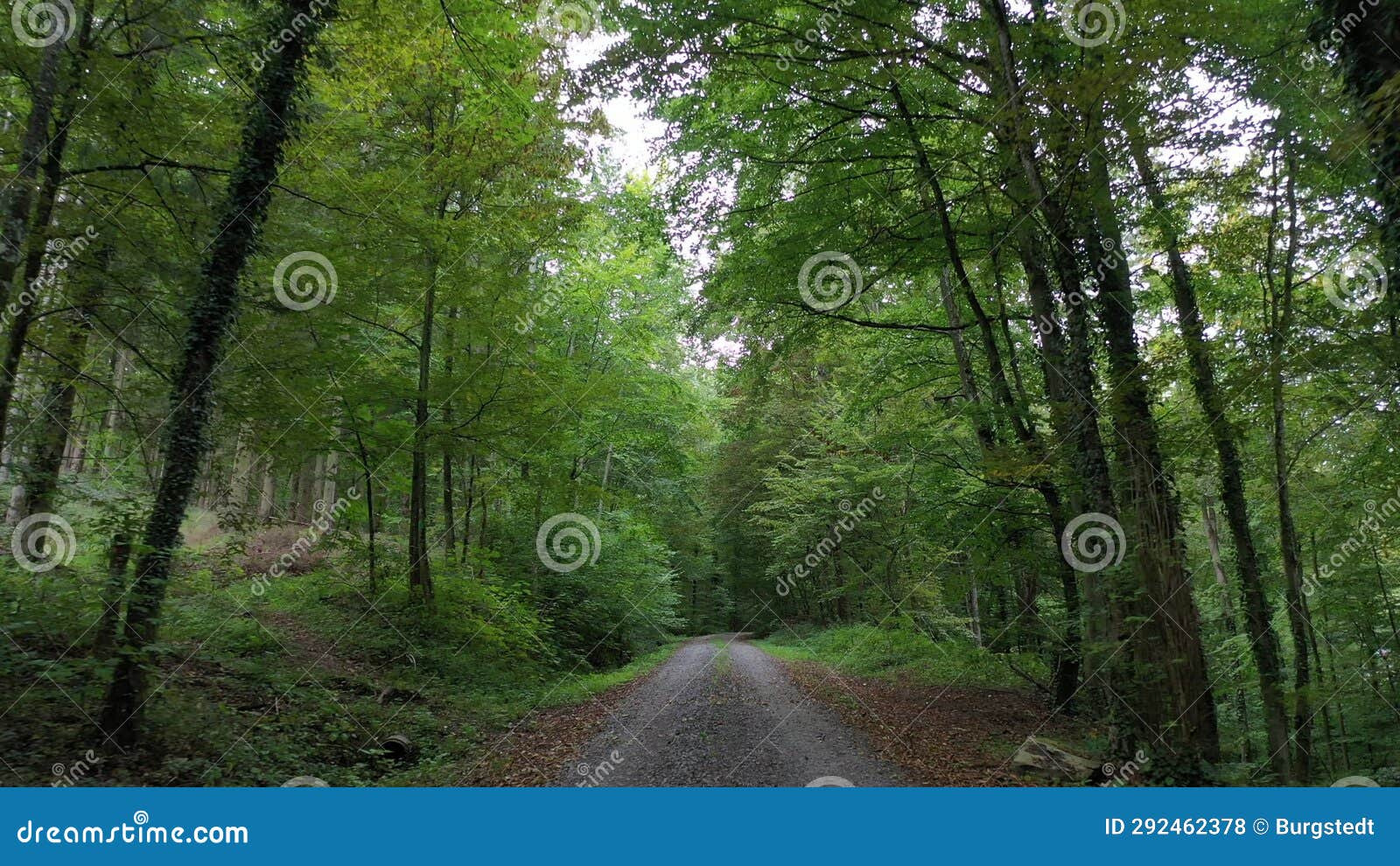 View Along an Path into a Dense Deciduous Forest in a Wooded Area in ...