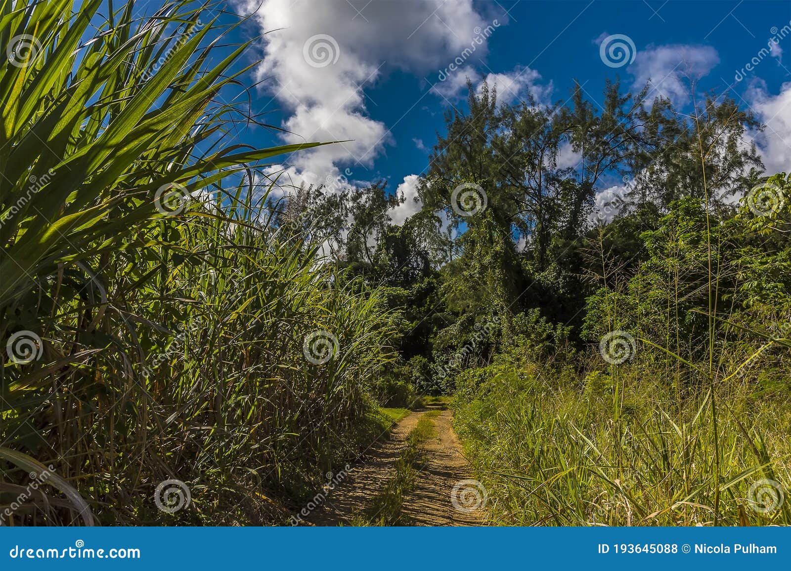 A View Along a Track between Sugar Cane Fields in the Countryside in ...
