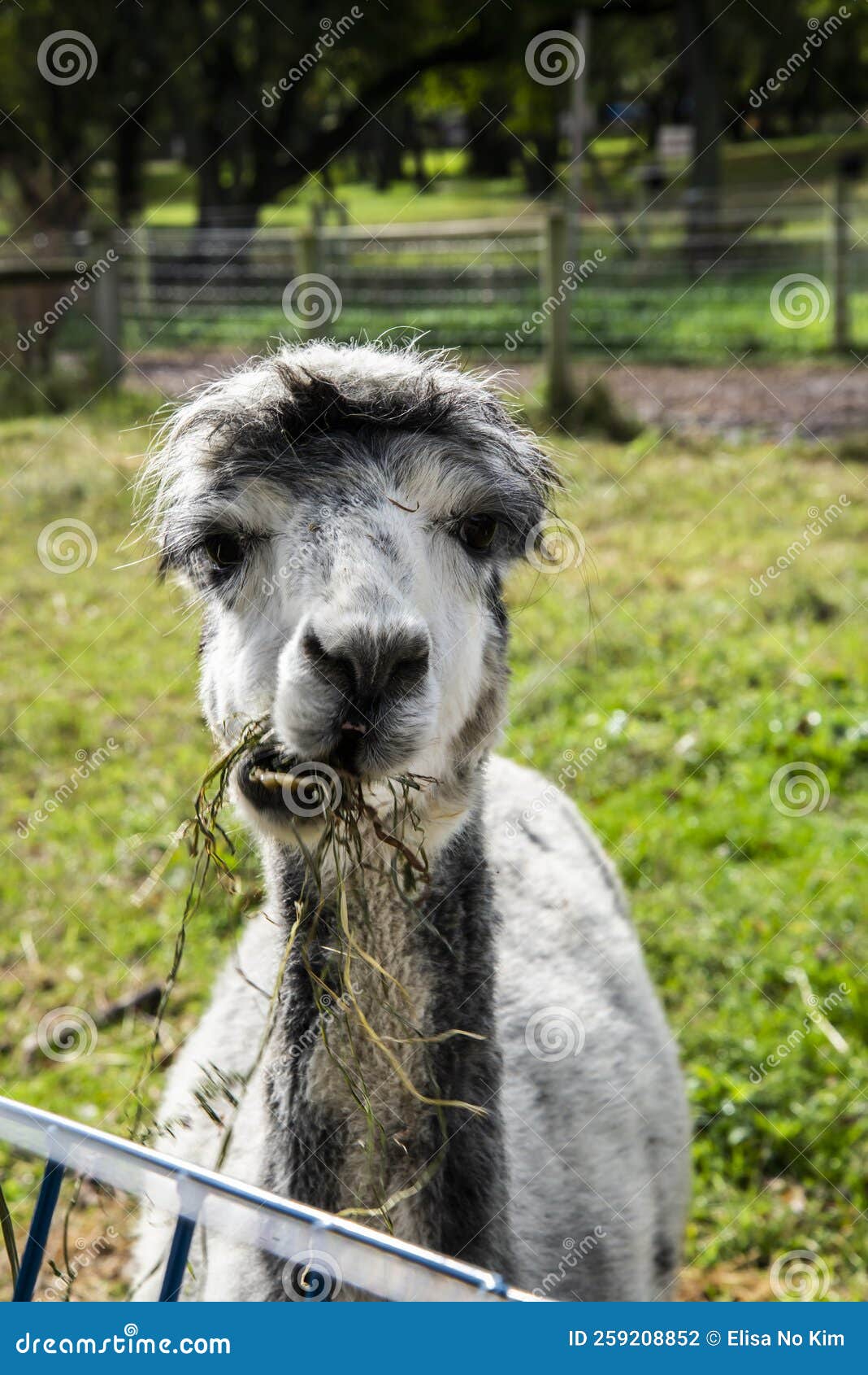 Alpaca in a field stock photo. Image of mammal, brown - 259208852